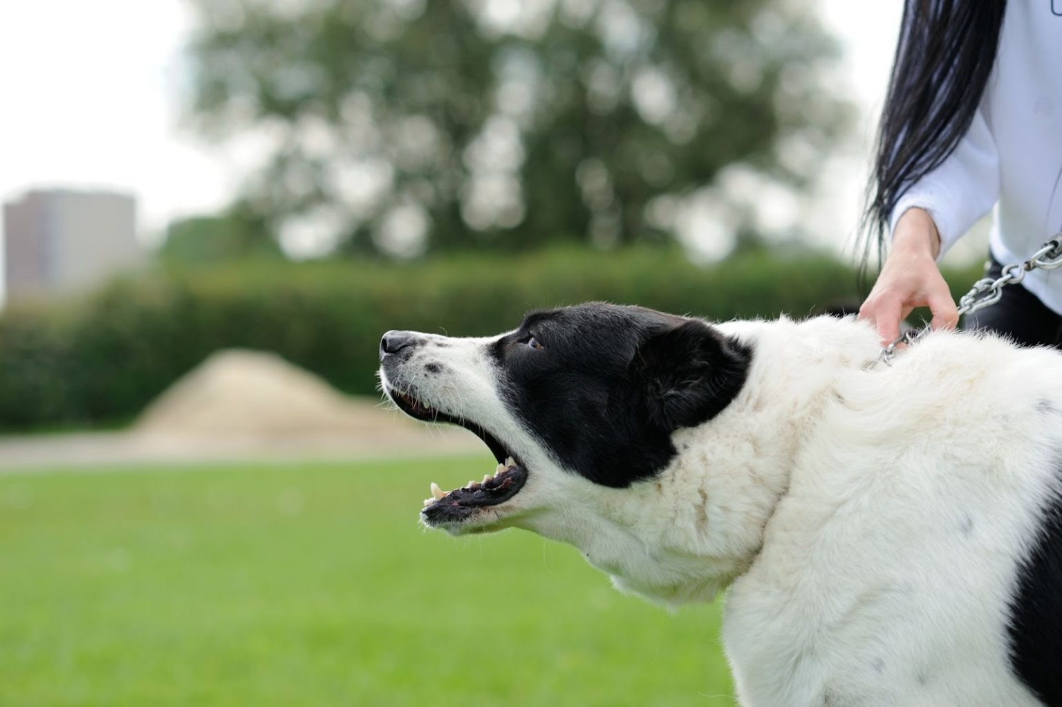 6 Types of Dog Barks and What They Really Mean | Good Life Inc.