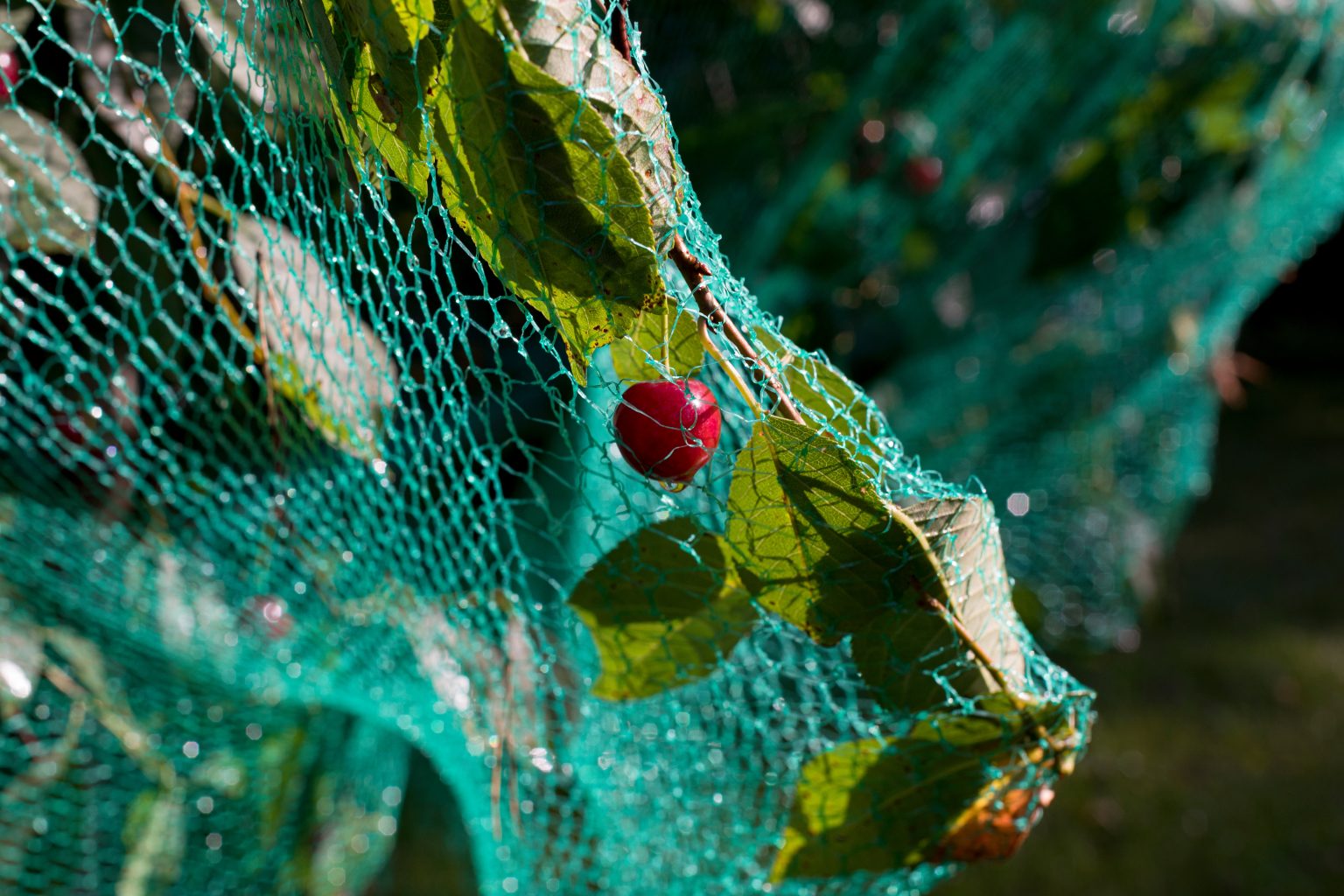 Bird Netting for Fruit Trees: Pros, Cons, and Alternatives – Good Life Inc